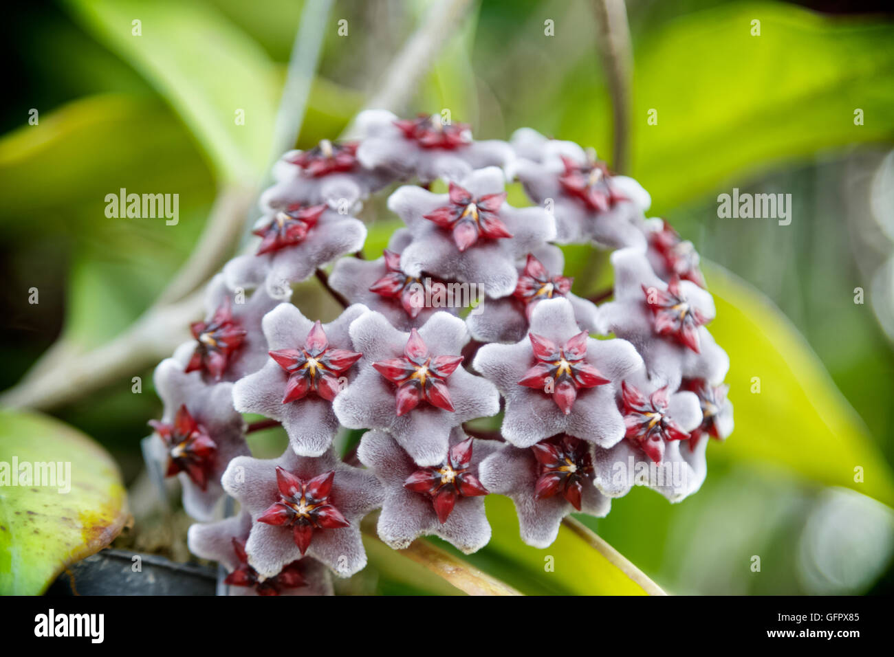 Red Hoya flowers. (Hoya parasitica Roxb.) with soft green background ...