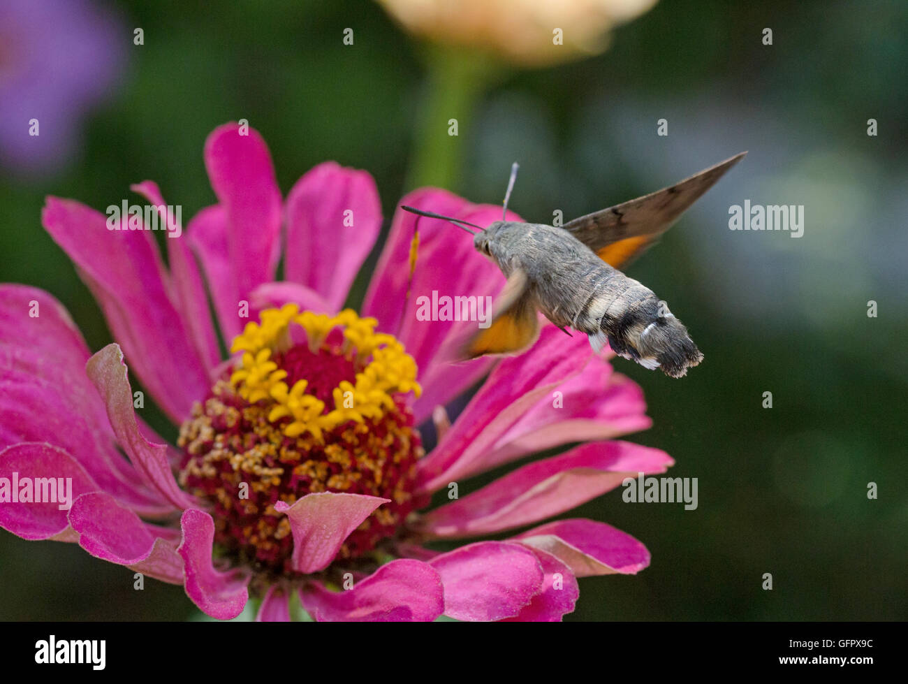 hawk moth flying above purple zinnia flower Stock Photo - Alamy