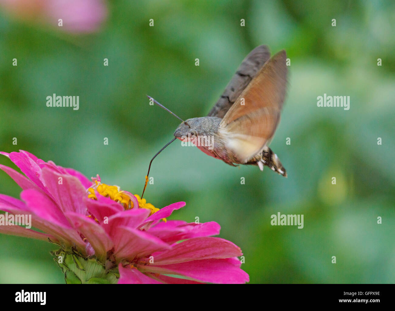 hawk moth flying above purple zinnia flower Stock Photo - Alamy