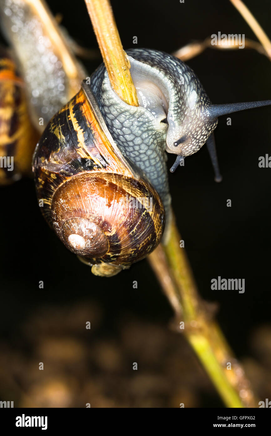 A common British Garden Snail, (Cornu aspersum) foraging on a damaged ...