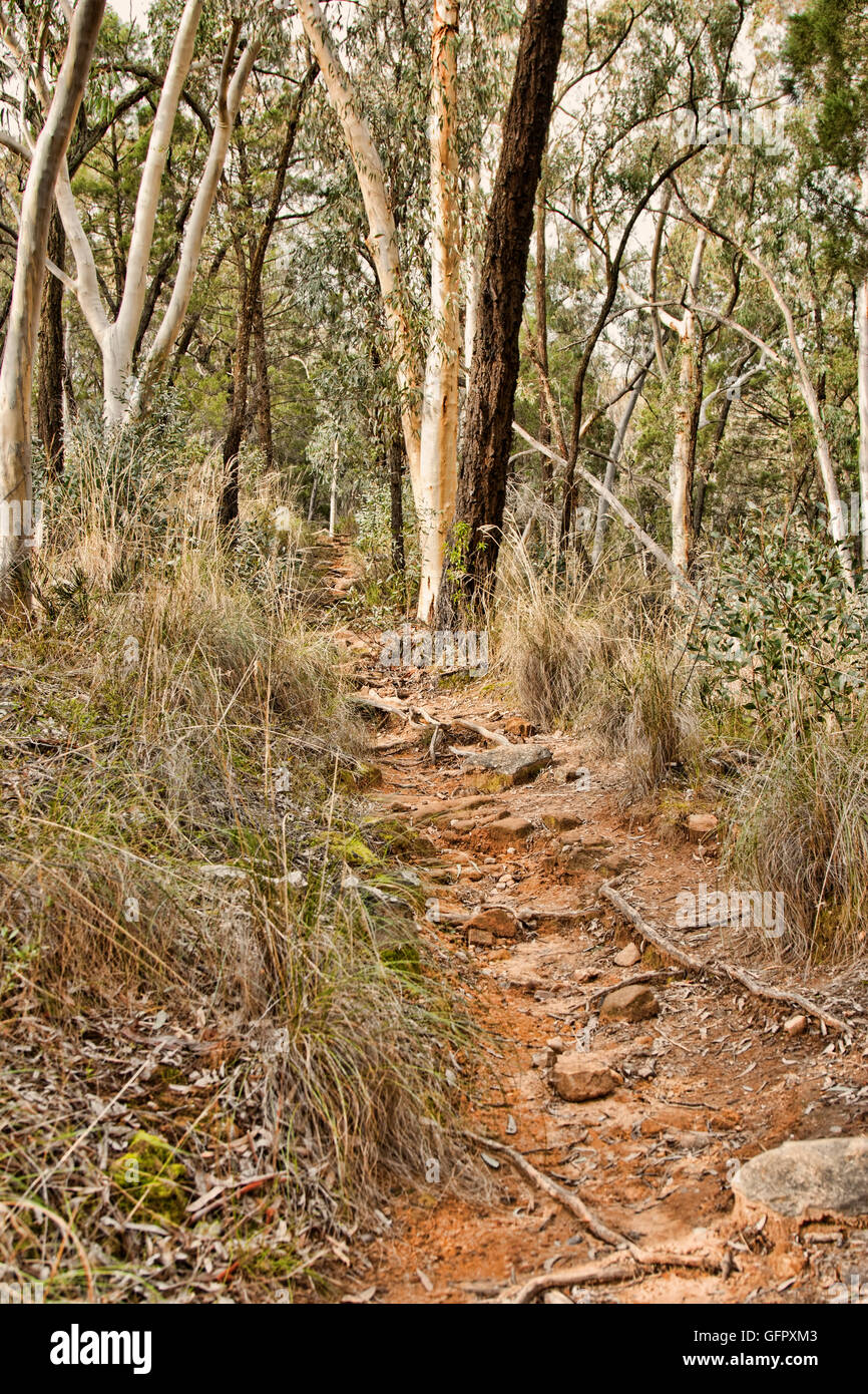 photo of Australian bush in the late afternoon Stock Photo - Alamy