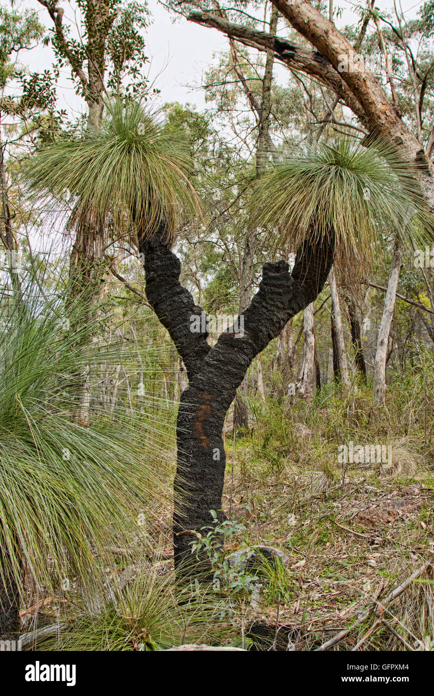Australian Grass Tree in the Nation Park Stock Photo - Alamy