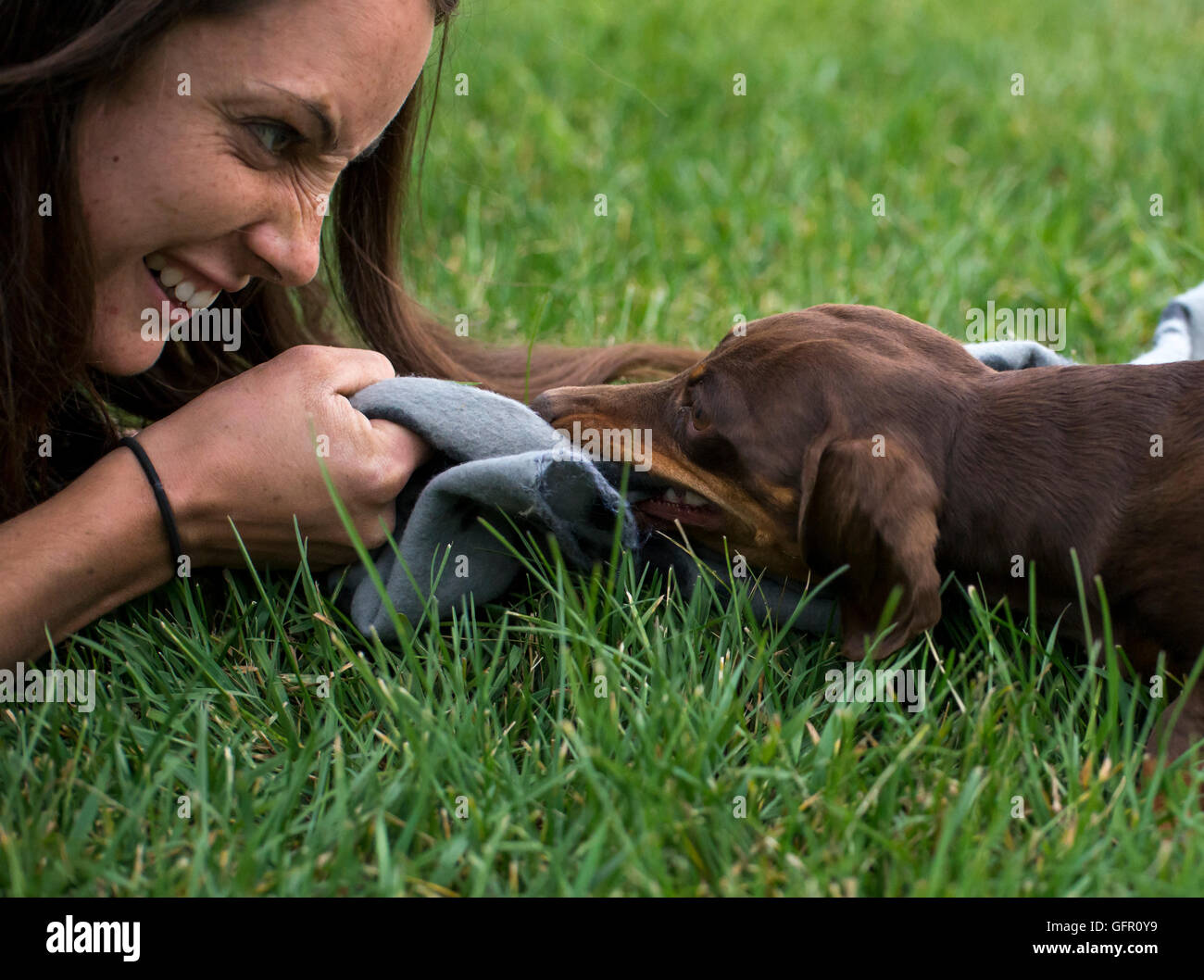 Playing tug of war with dog hi-res stock photography and images - Alamy