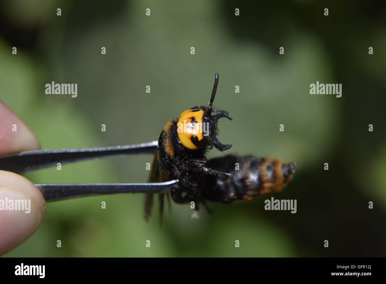Megascolia maculata. The mammoth wasp. Wasp on Scola giant tweezers ...