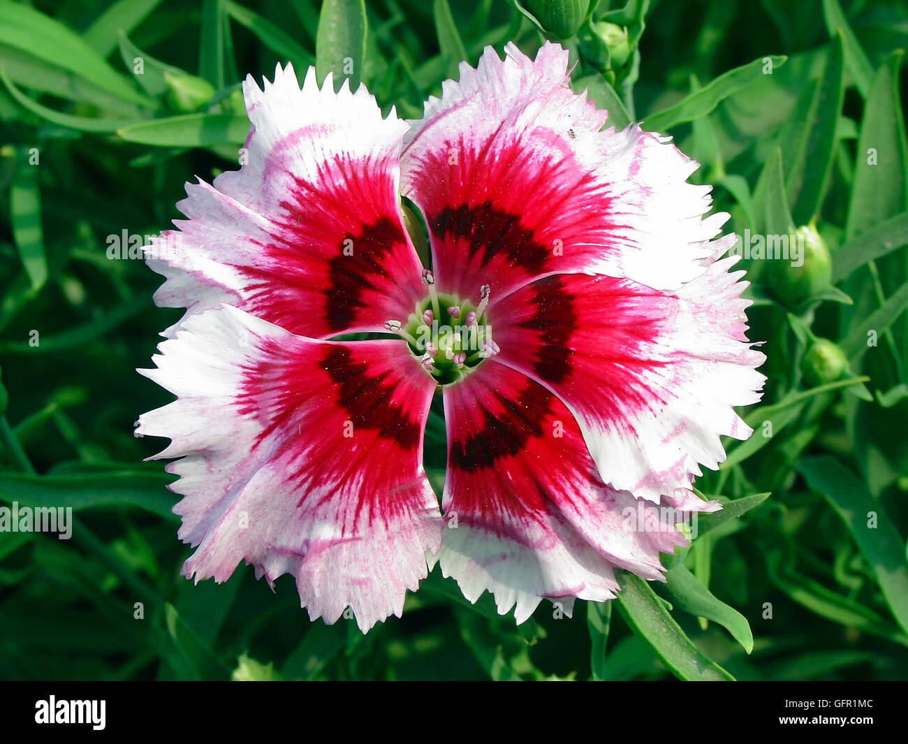 Dianthus Chinensis China Pink Flowers High Resolution Stock Photography ...
