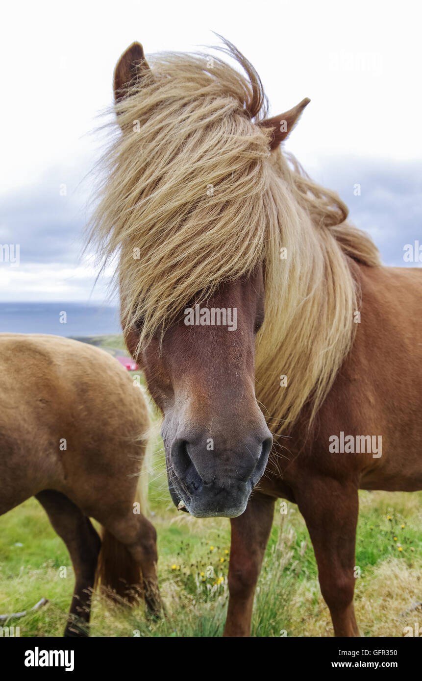 Horse with long mane hi-res stock photography and images - Alamy