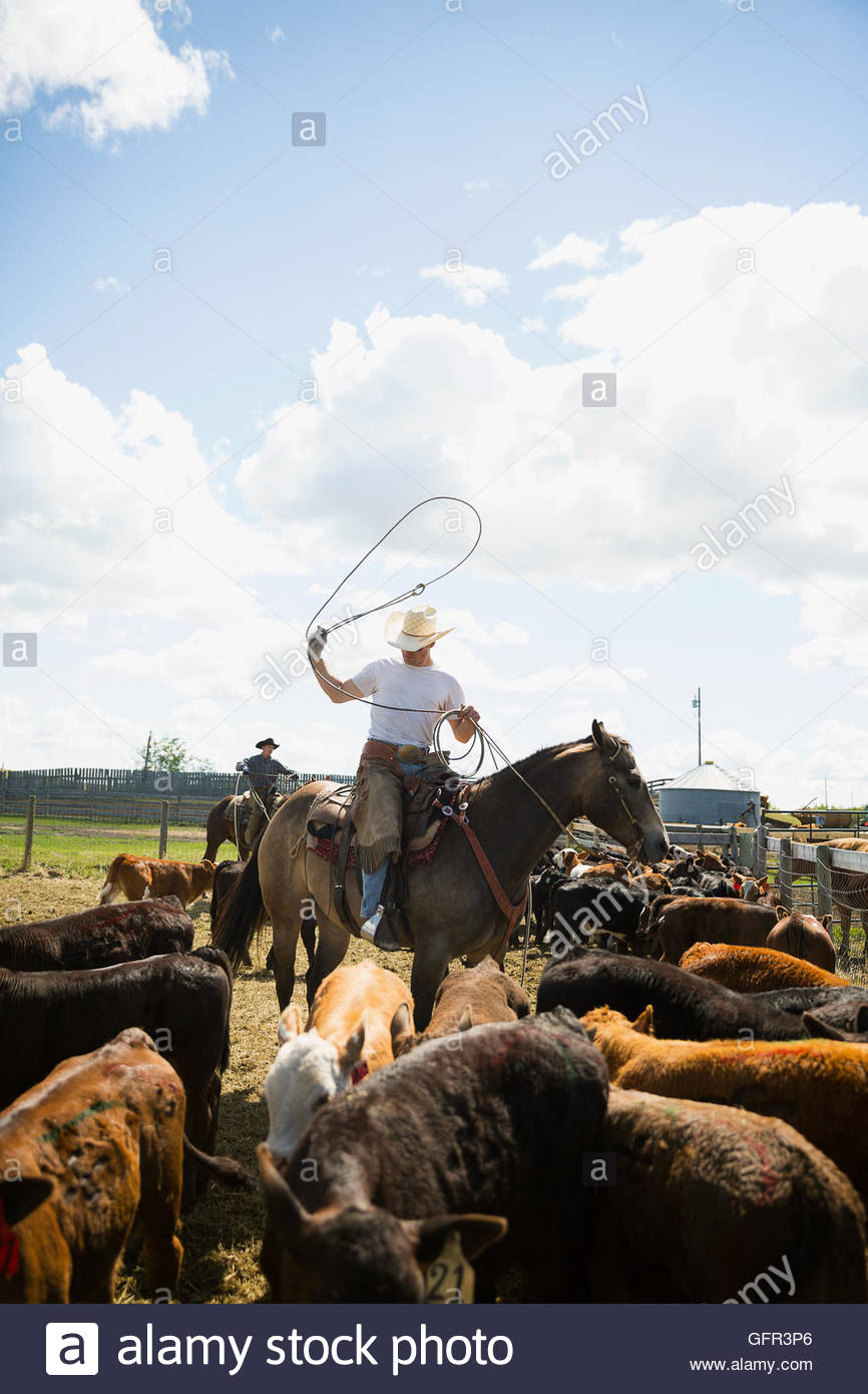 Cattle rancher on horseback lassoing hi-res stock photography and ...