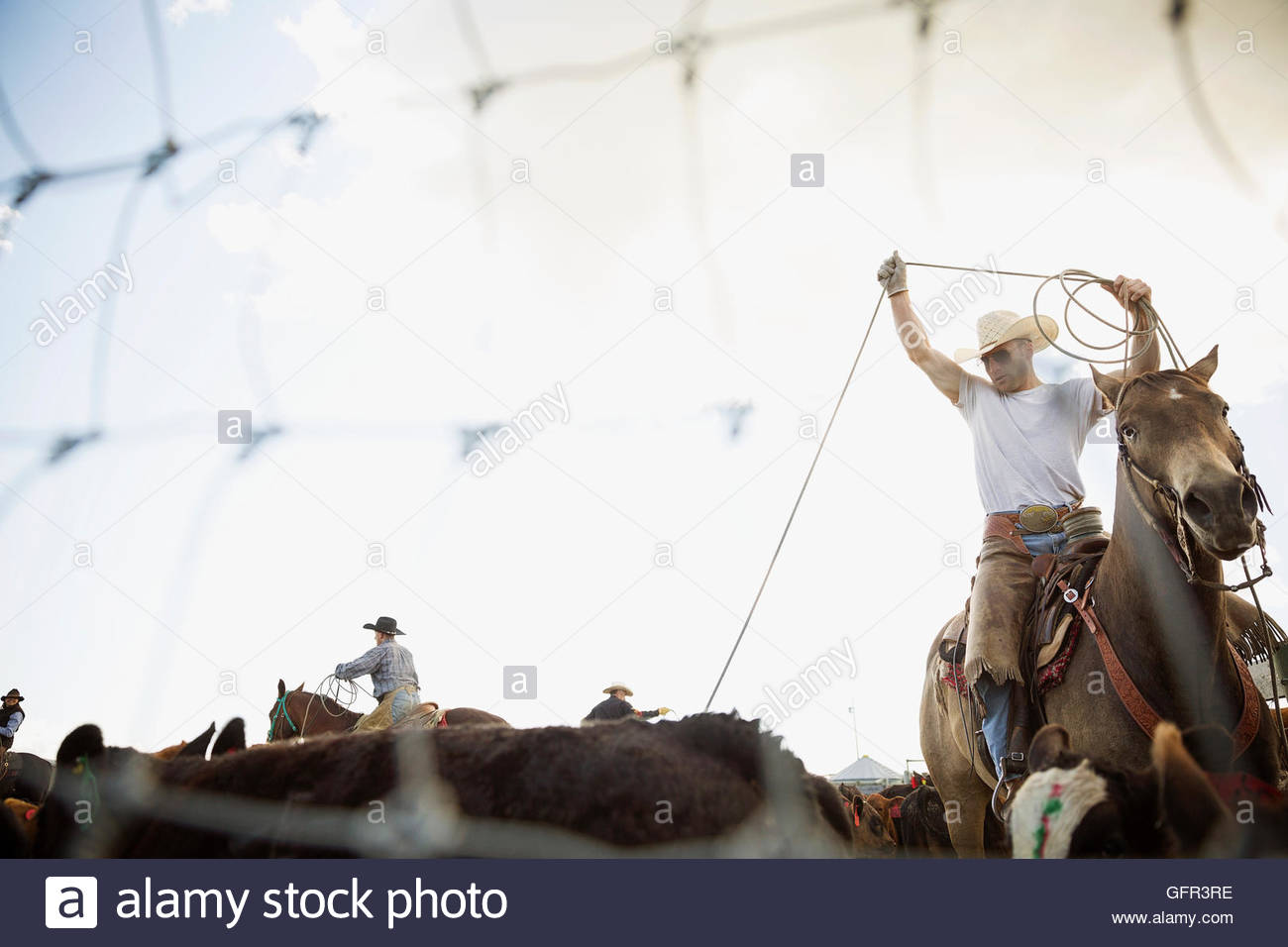 Horse cow fence hi-res stock photography and images - Alamy