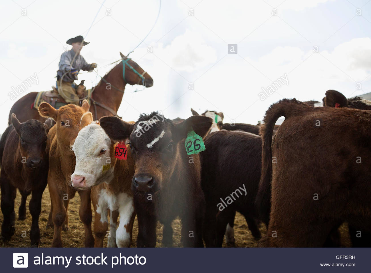 Lassoing hi-res stock photography and images - Alamy