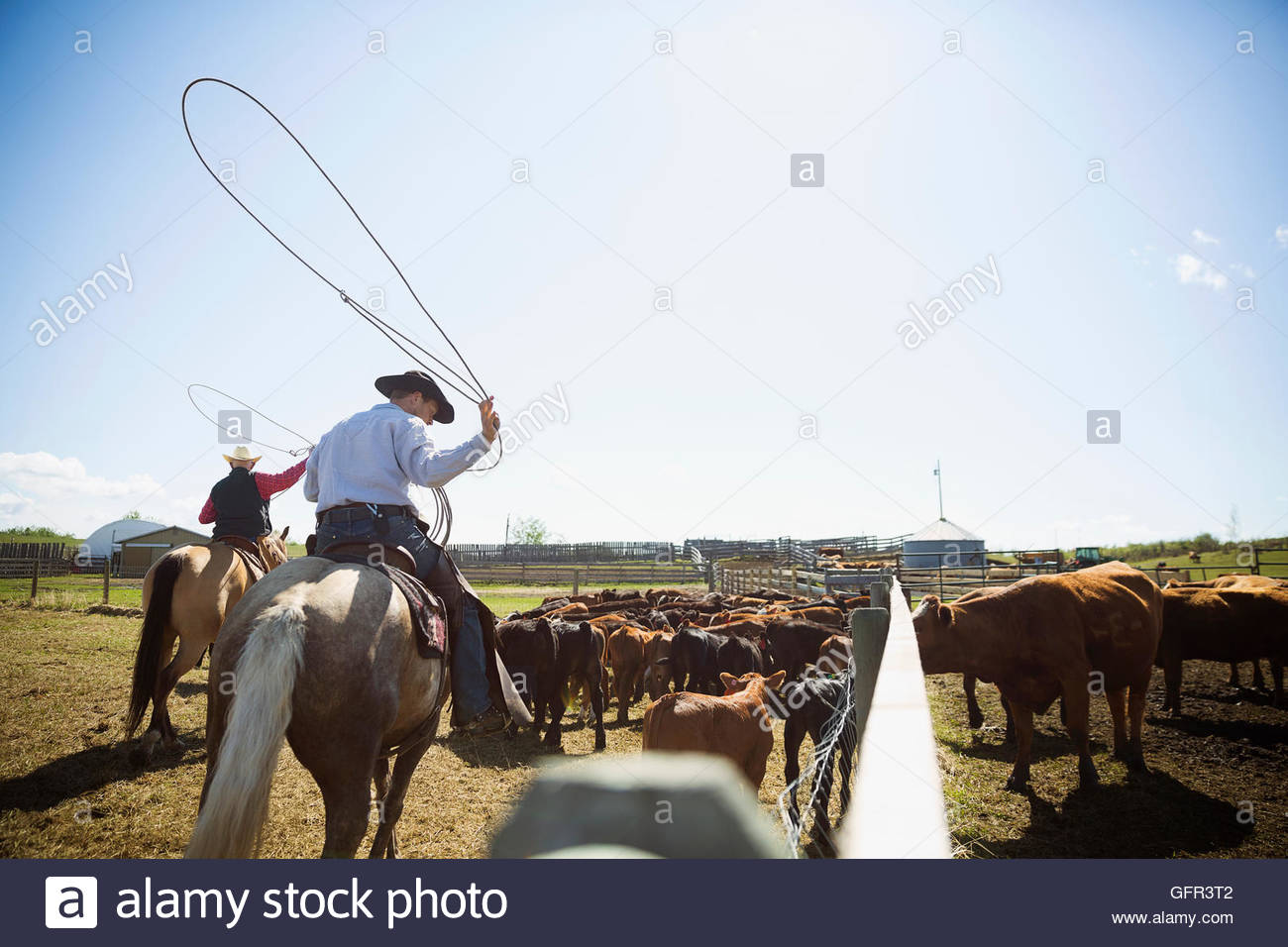 Cattle rancher on horseback lassoing hi-res stock photography and ...
