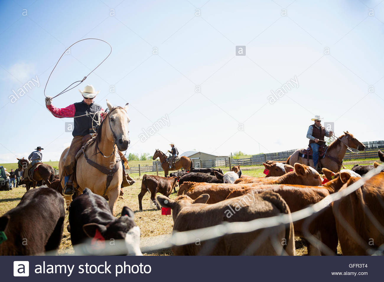 Focus on cow hi-res stock photography and images - Alamy