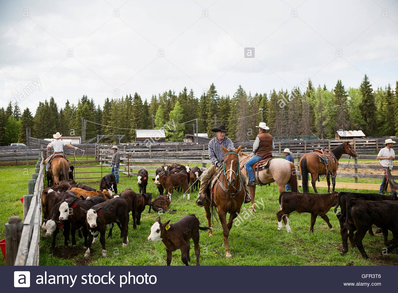Cattle ranchers on horseback among cows Stock Photo - Alamy