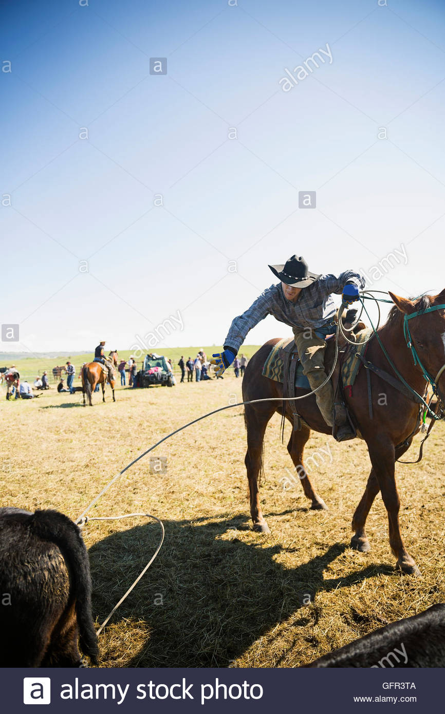 Cattle rancher on horseback lassoing cow under sunny blue sky Stock ...