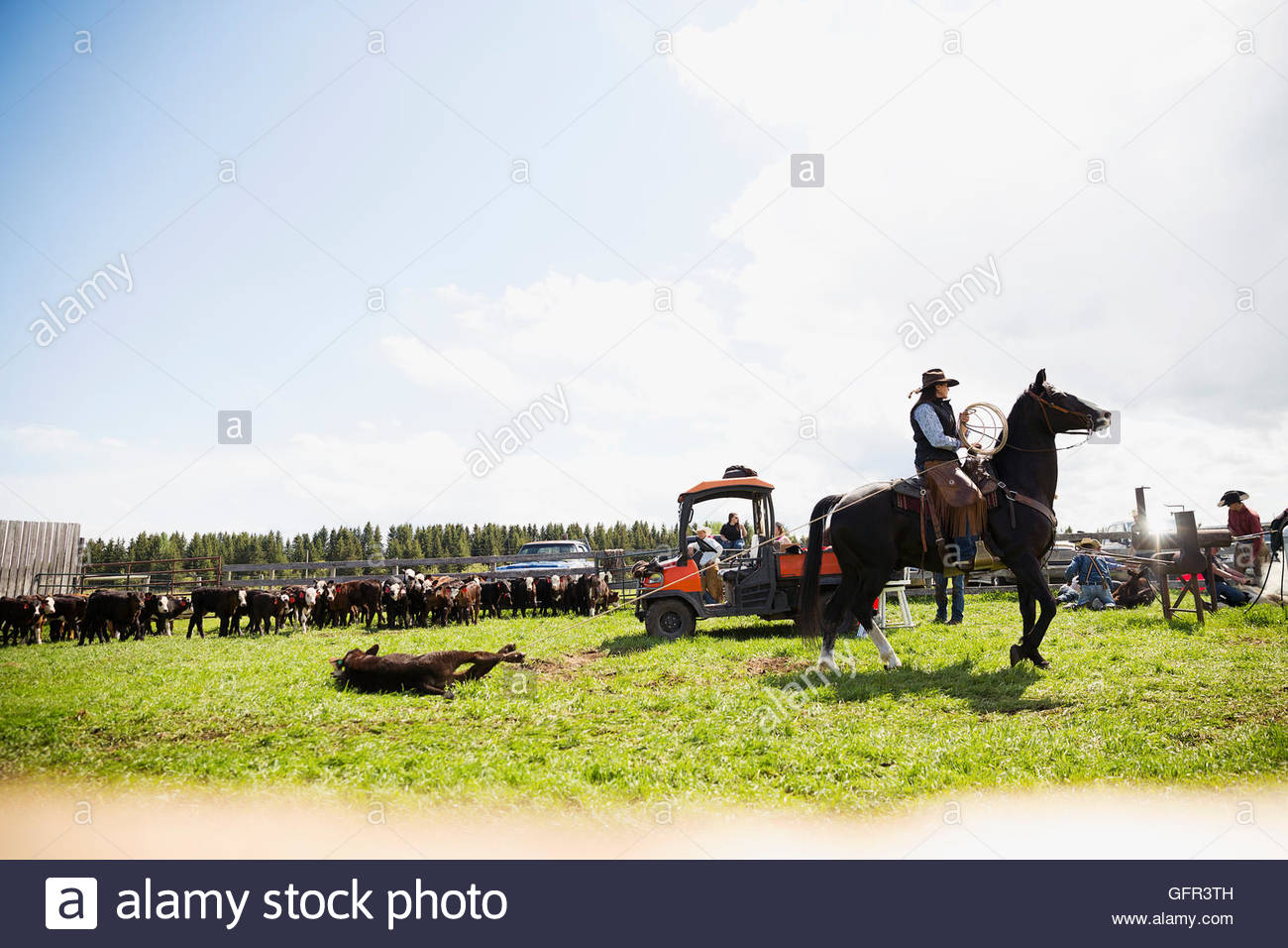 Cattle rancher roping cow on sunny ranch Stock Photo - Alamy