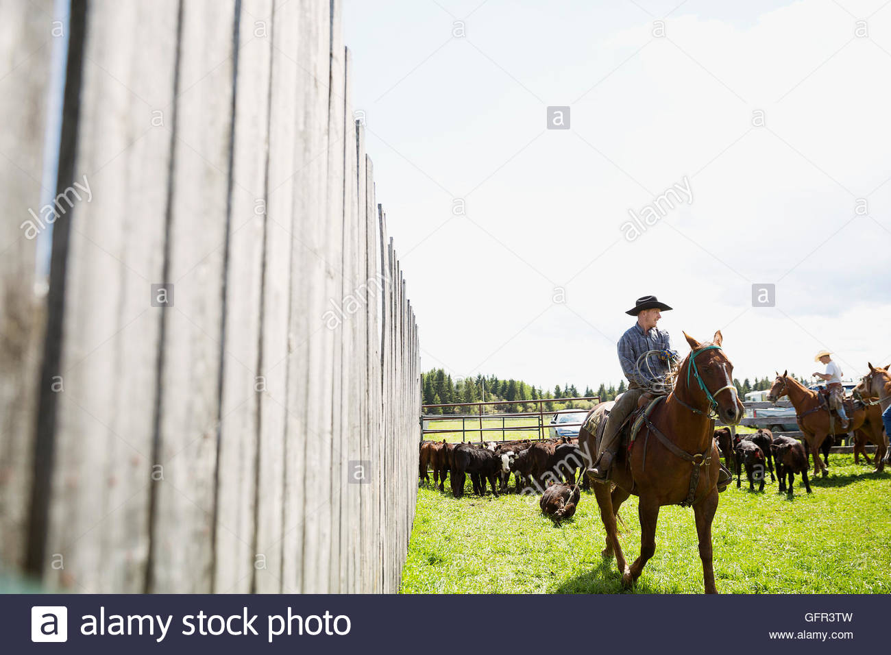 Man riding horse herd cattle hi-res stock photography and images - Alamy