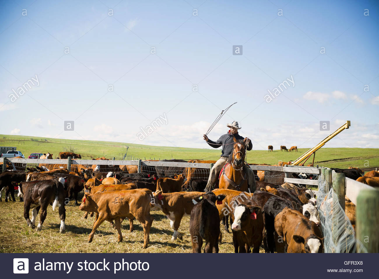Cattle rancher on horseback lassoing hi-res stock photography and ...