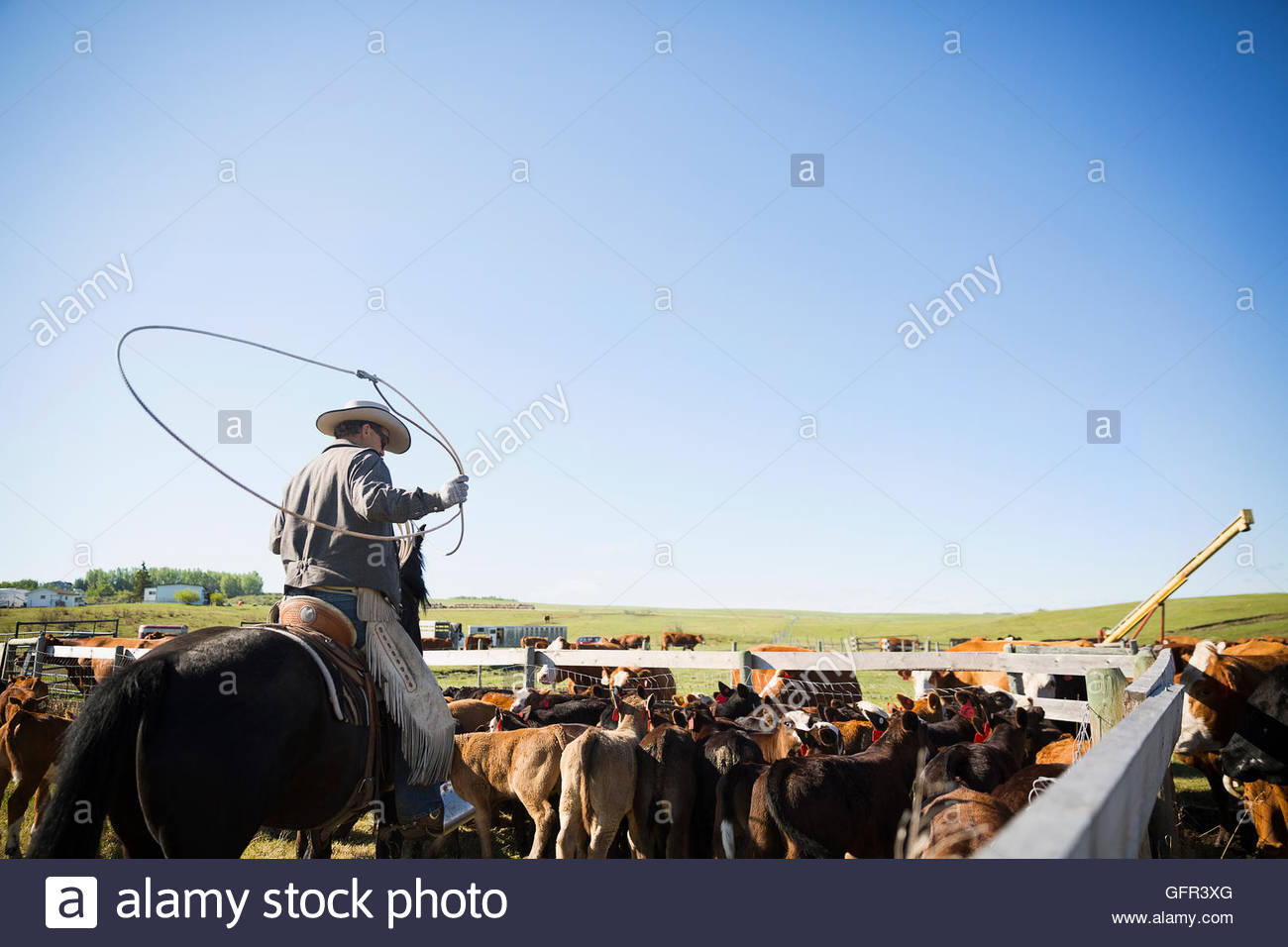 Cattle rancher on horseback lassoing cattle on sunny ranch under blue ...