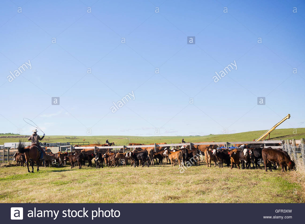 Cowboy lassoing cattle hi-res stock photography and images - Alamy