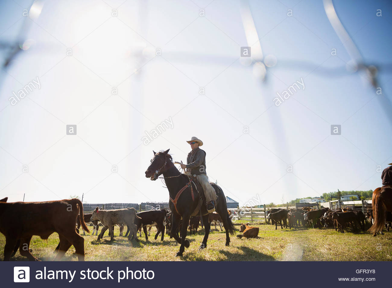 Cattle rancher on horseback rounding up cows under sunny blue sky Stock ...