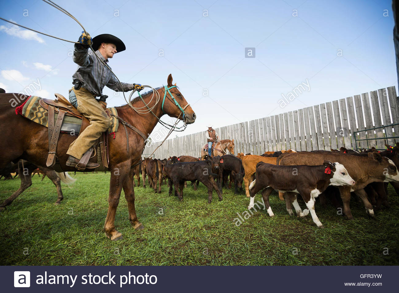 Rancher and cows hi-res stock photography and images - Alamy