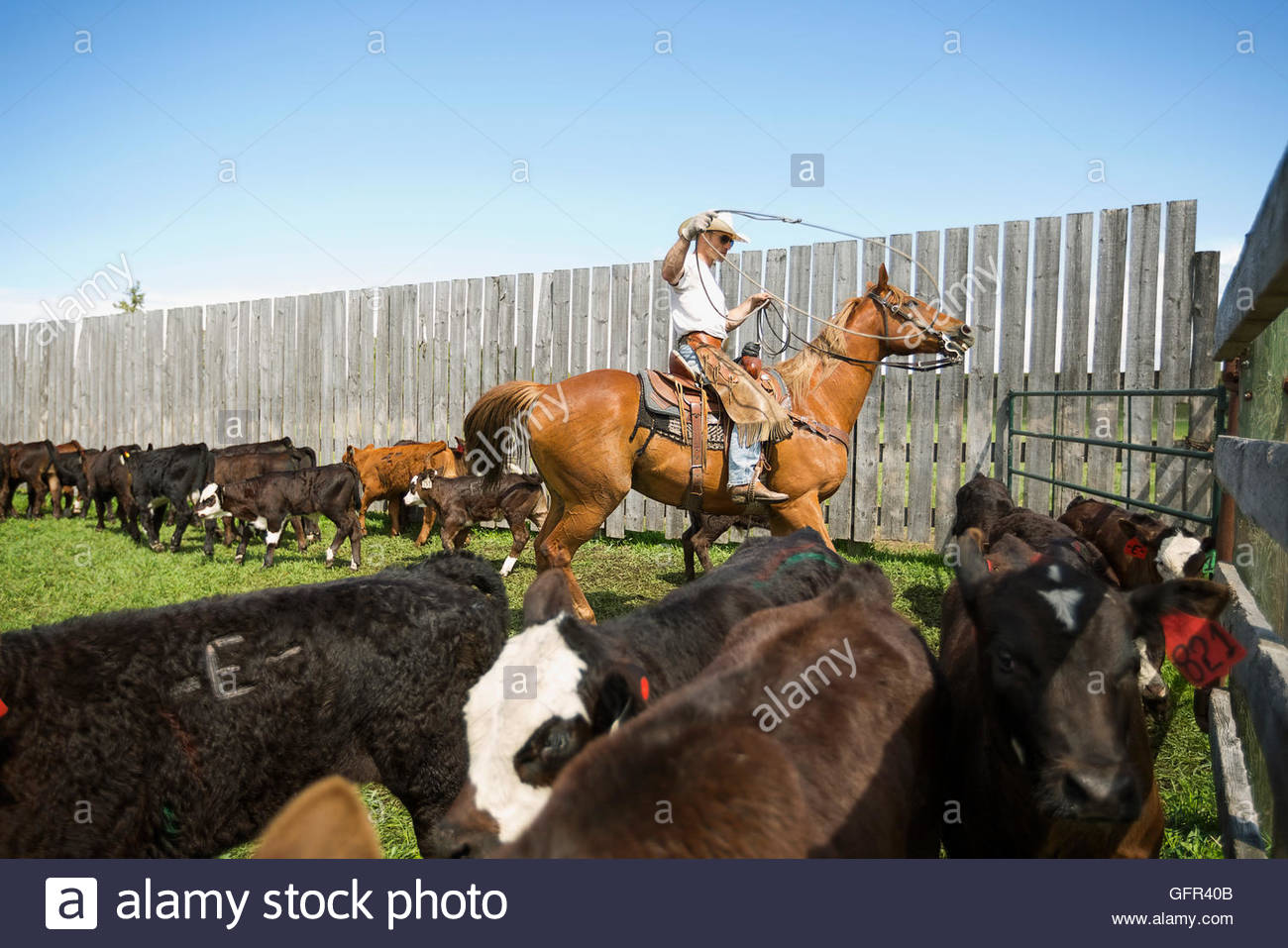 Cattle rancher on horseback lassoing cows Stock Photo - Alamy