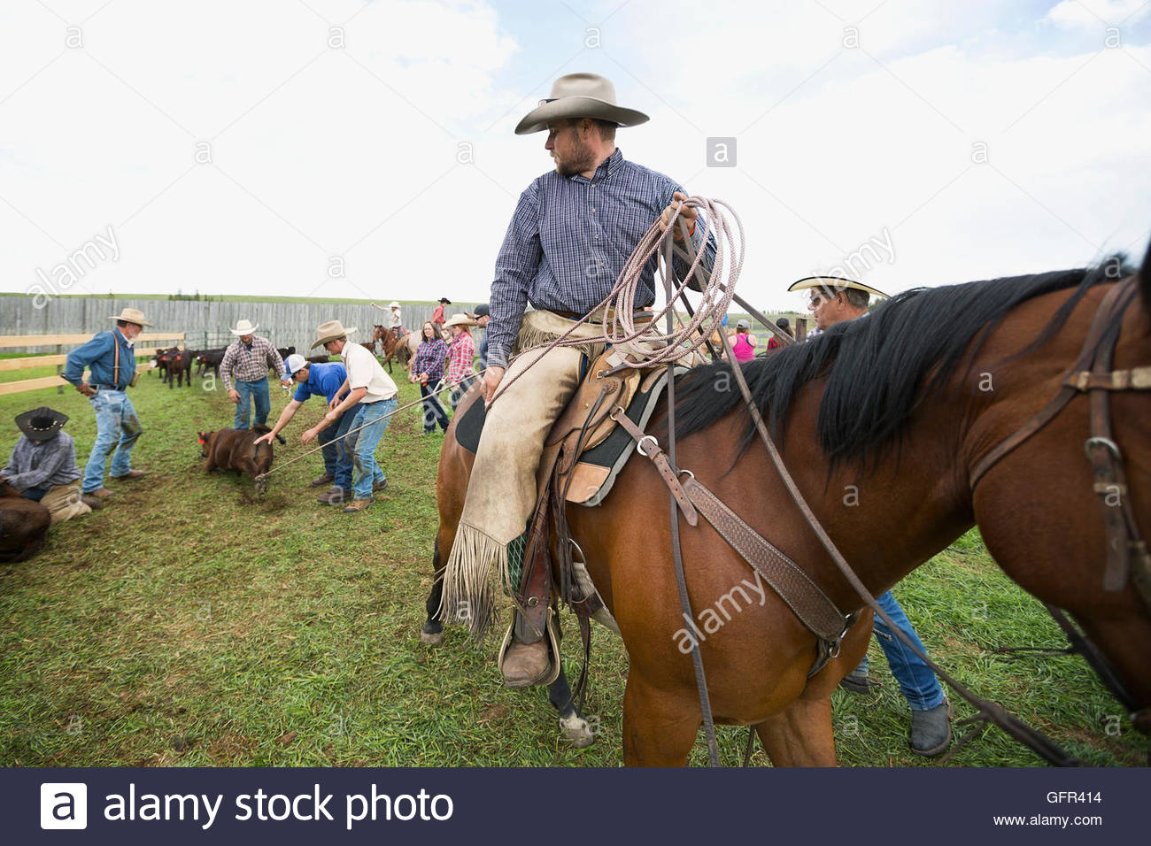 Roping cattle hi-res stock photography and images - Alamy