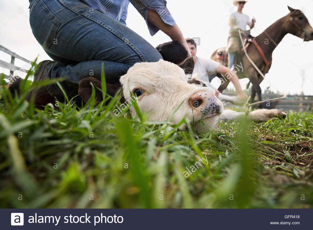 Cattle ranchers holding cow down for branding Stock Photo - Alamy