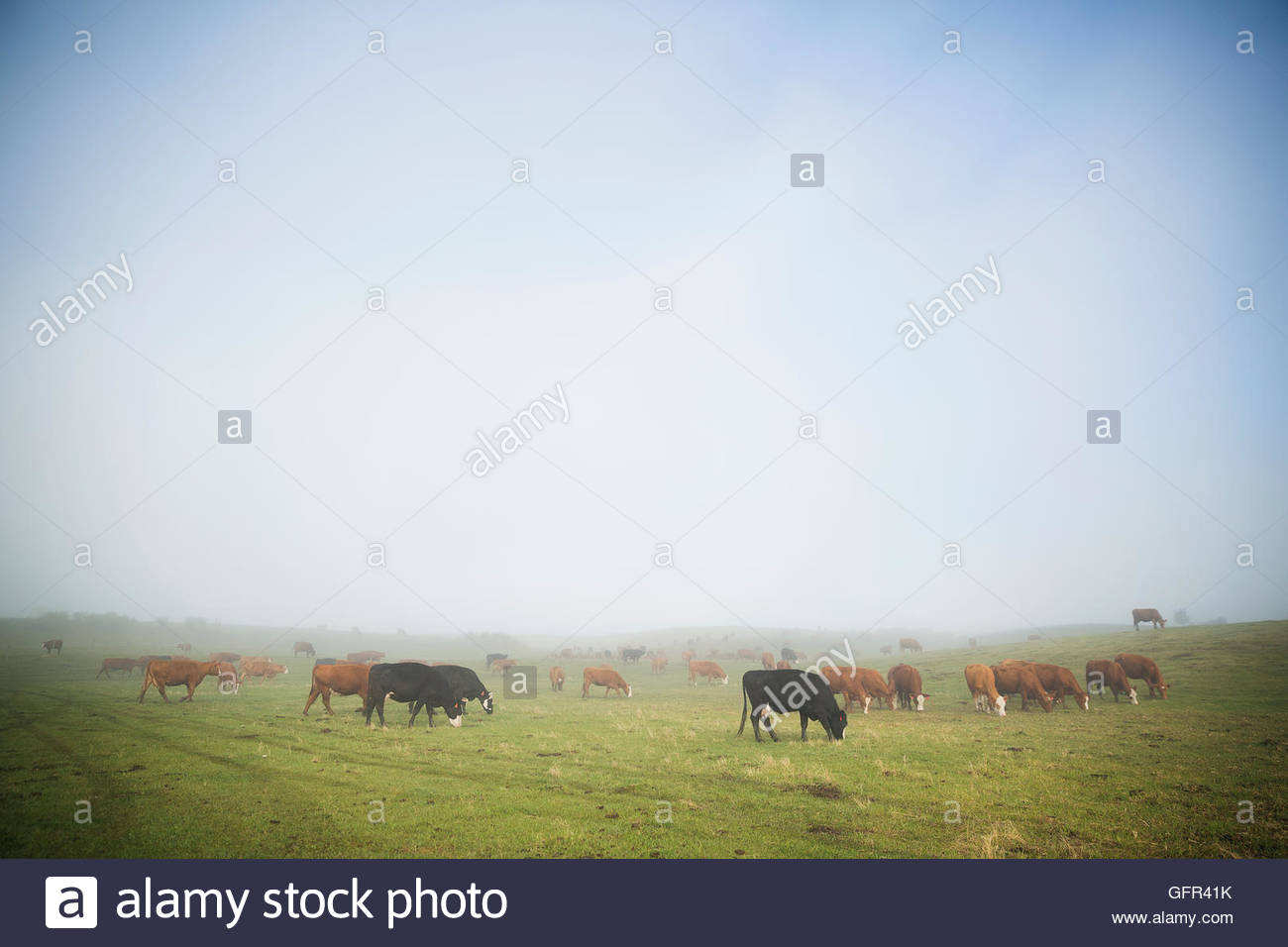 Idyllic scene of grazing cattle hi-res stock photography and images - Alamy