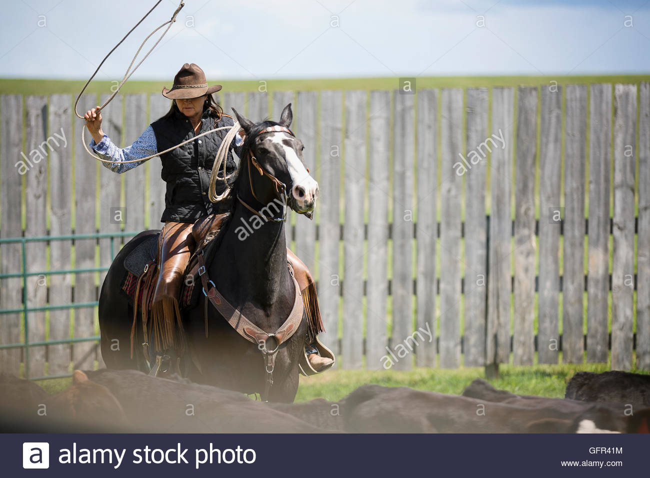 Cowgirl cattle drive hi-res stock photography and images - Alamy