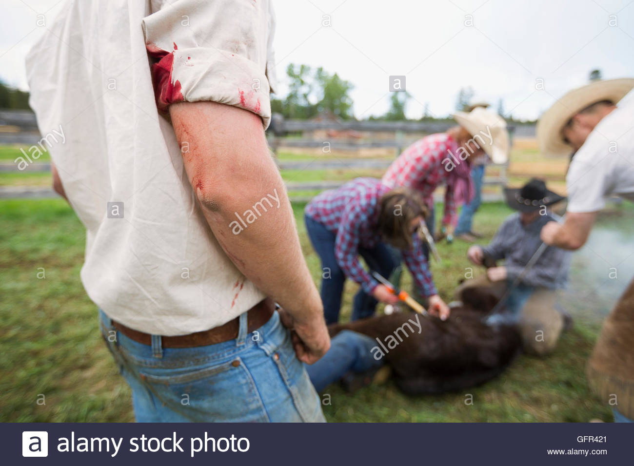 Bloody cattle rancher watching cow branding Stock Photo - Alamy