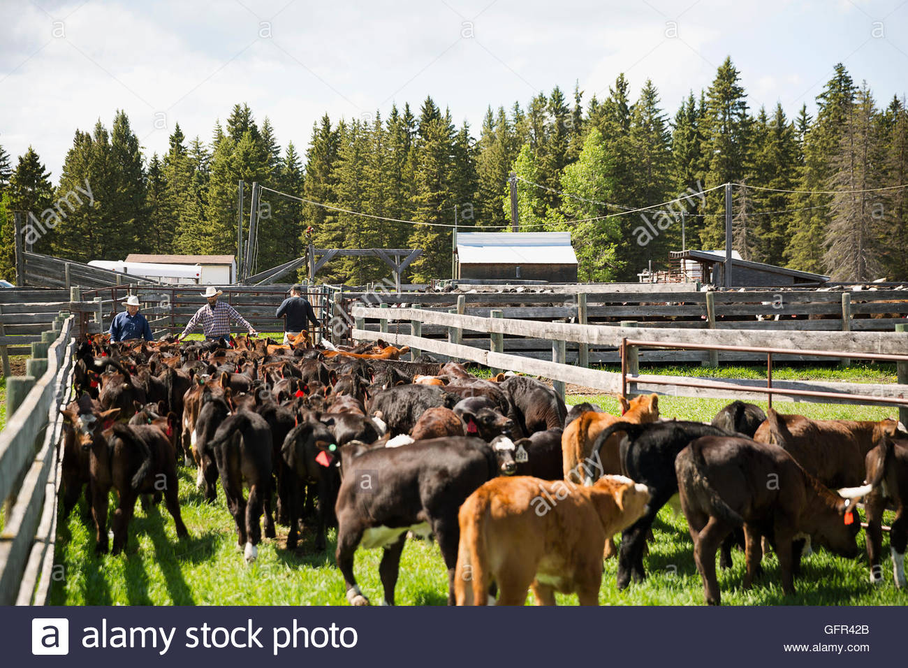 Man herding cattle hi-res stock photography and images - Alamy