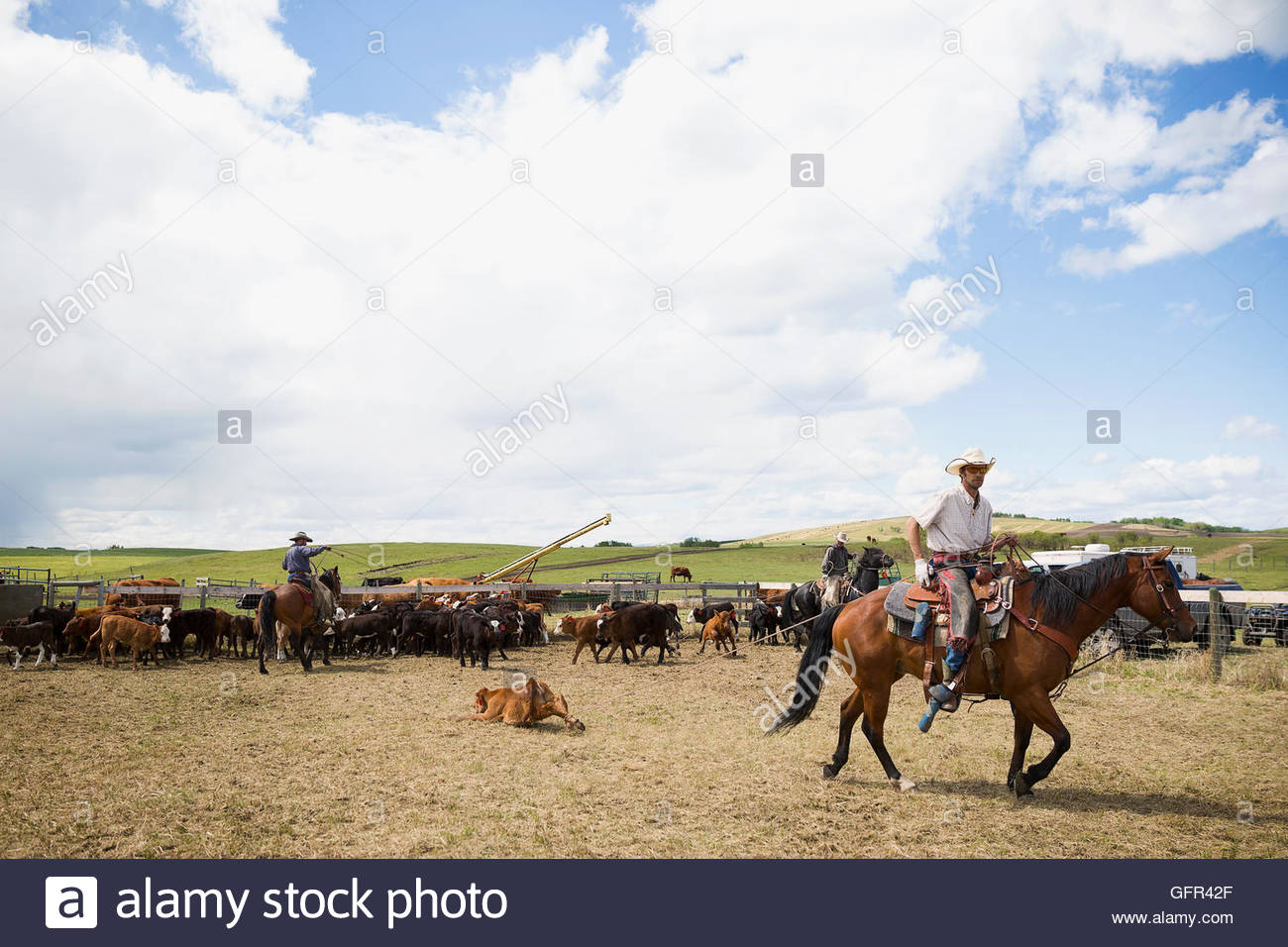 Roping cattle hi-res stock photography and images - Alamy