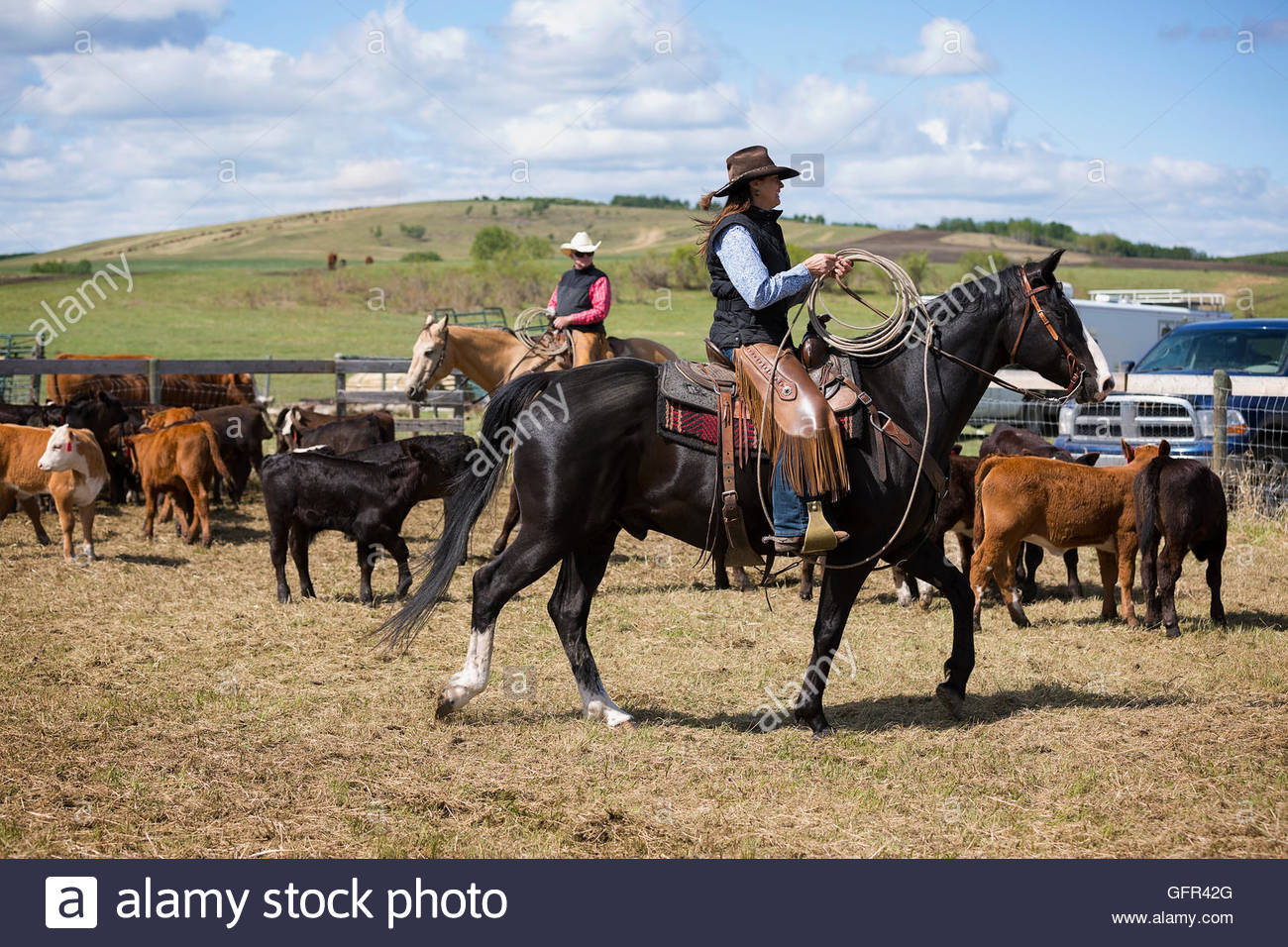 Foreground cows hi-res stock photography and images - Alamy
