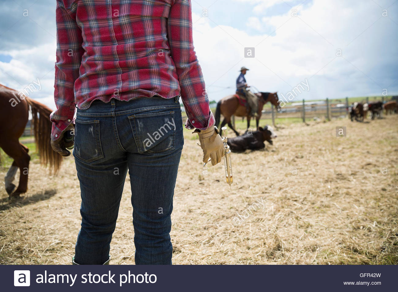 Female cattle rancher with vaccination equipment Stock Photo - Alamy