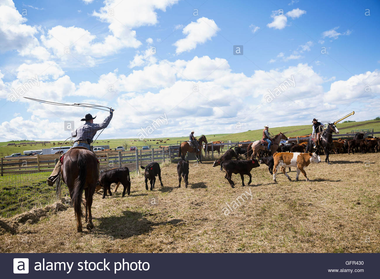 Cattle ranchers on horseback lassoing cows Stock Photo - Alamy