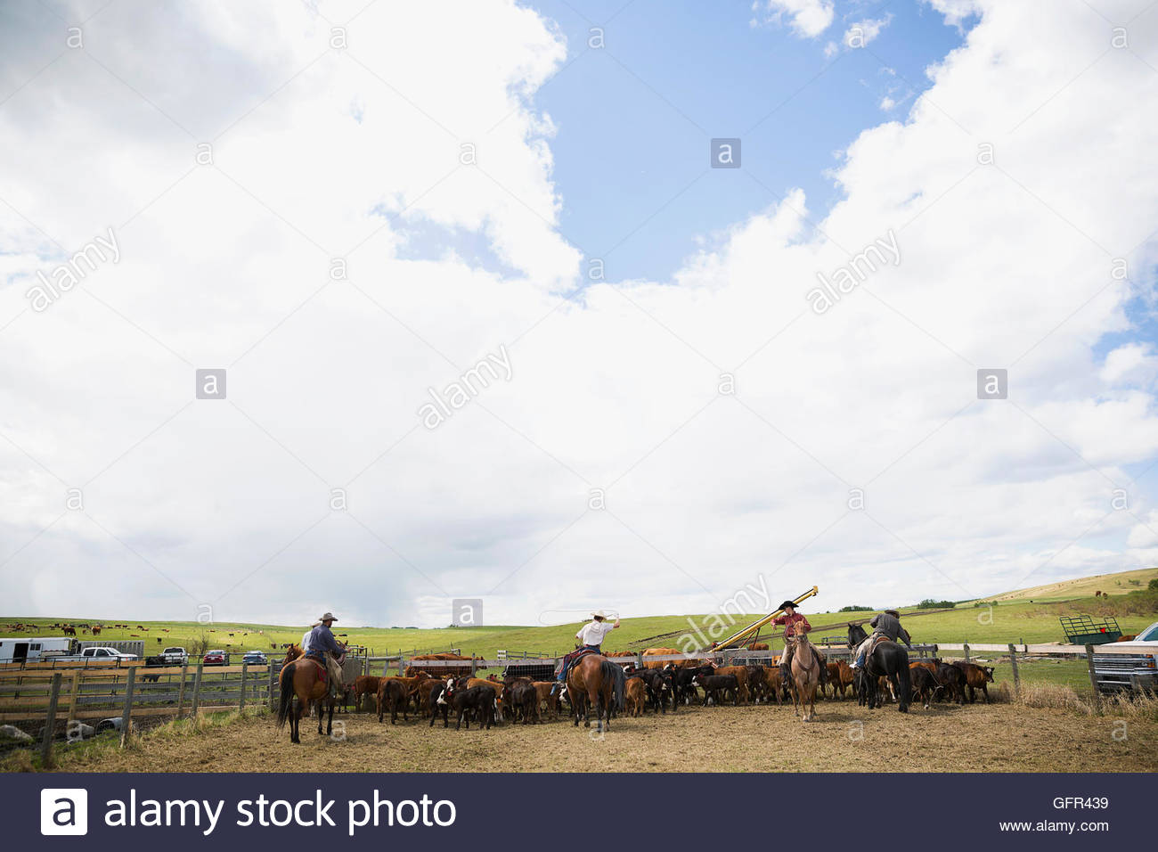 Four day cattle hi-res stock photography and images - Alamy