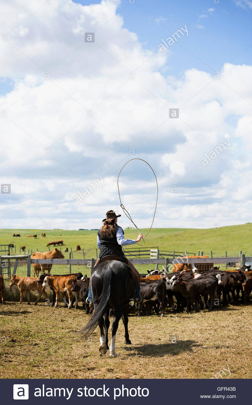 Cattle rancher on horseback lassoing hi-res stock photography and ...