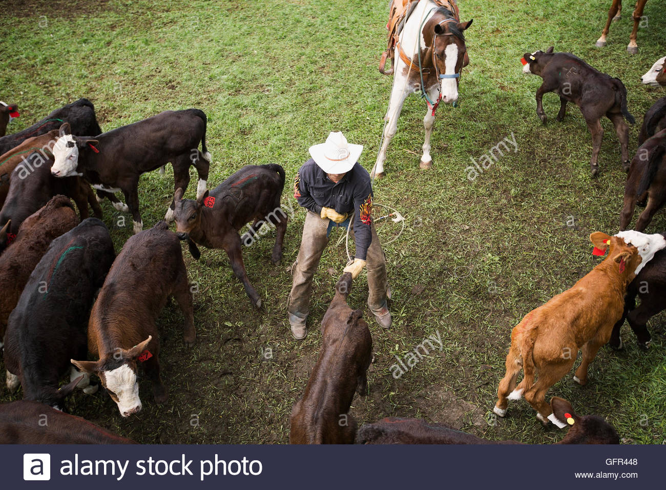 Rounding up cattle hi-res stock photography and images - Alamy