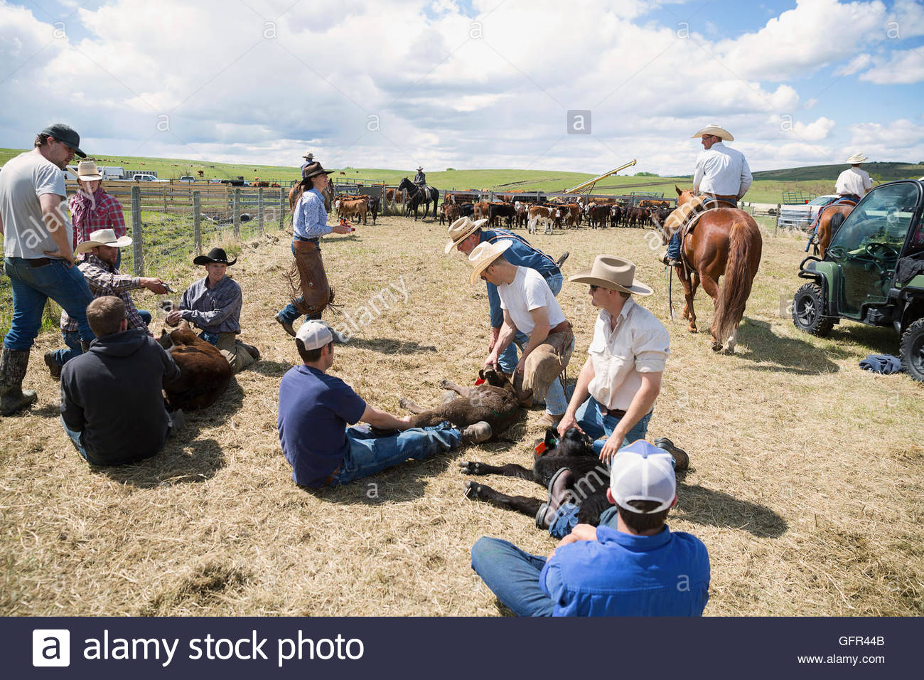 Cattle ranchers vaccinating cows Stock Photo - Alamy
