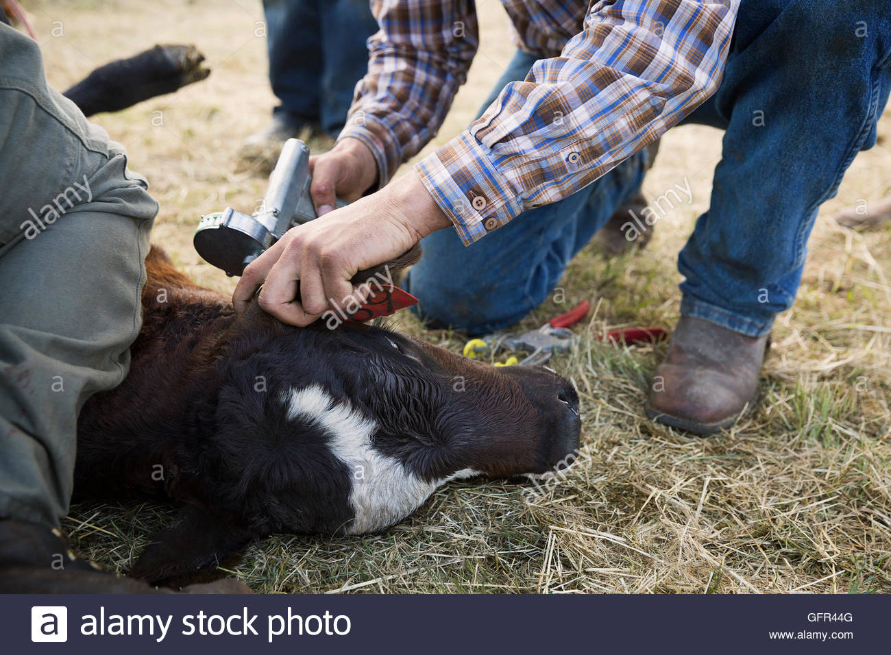 Cattle rancher tagging cow Stock Photo - Alamy
