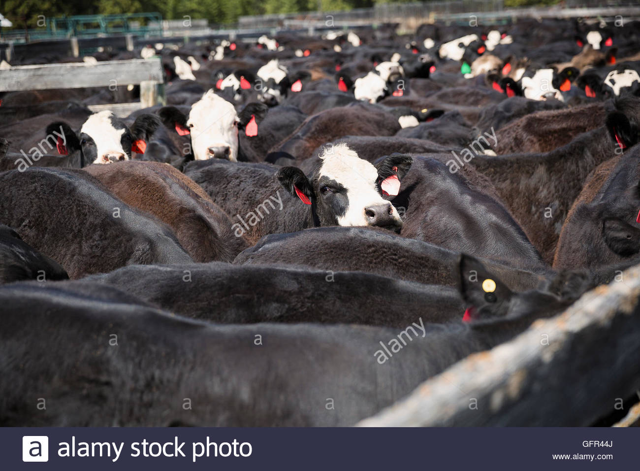 Crowd of cows hi-res stock photography and images - Alamy