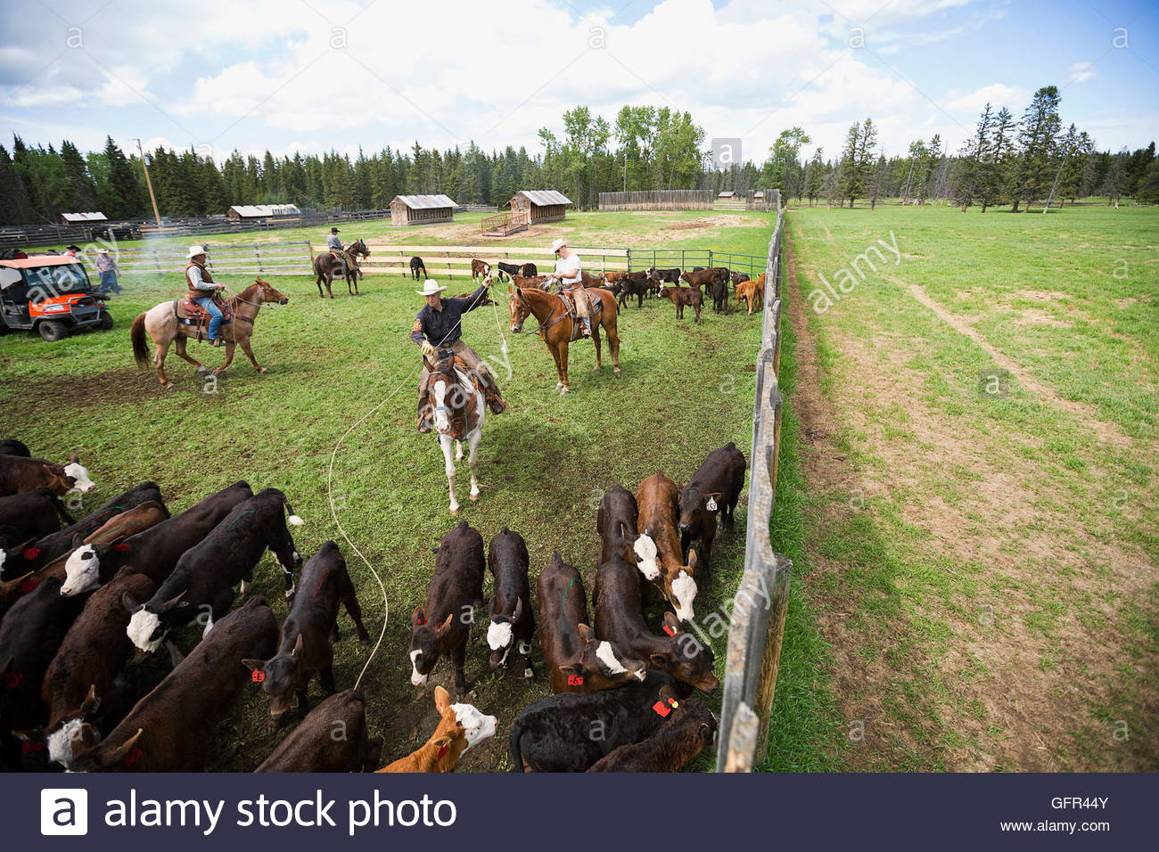 Cowboy lassoing cattle hi-res stock photography and images - Alamy