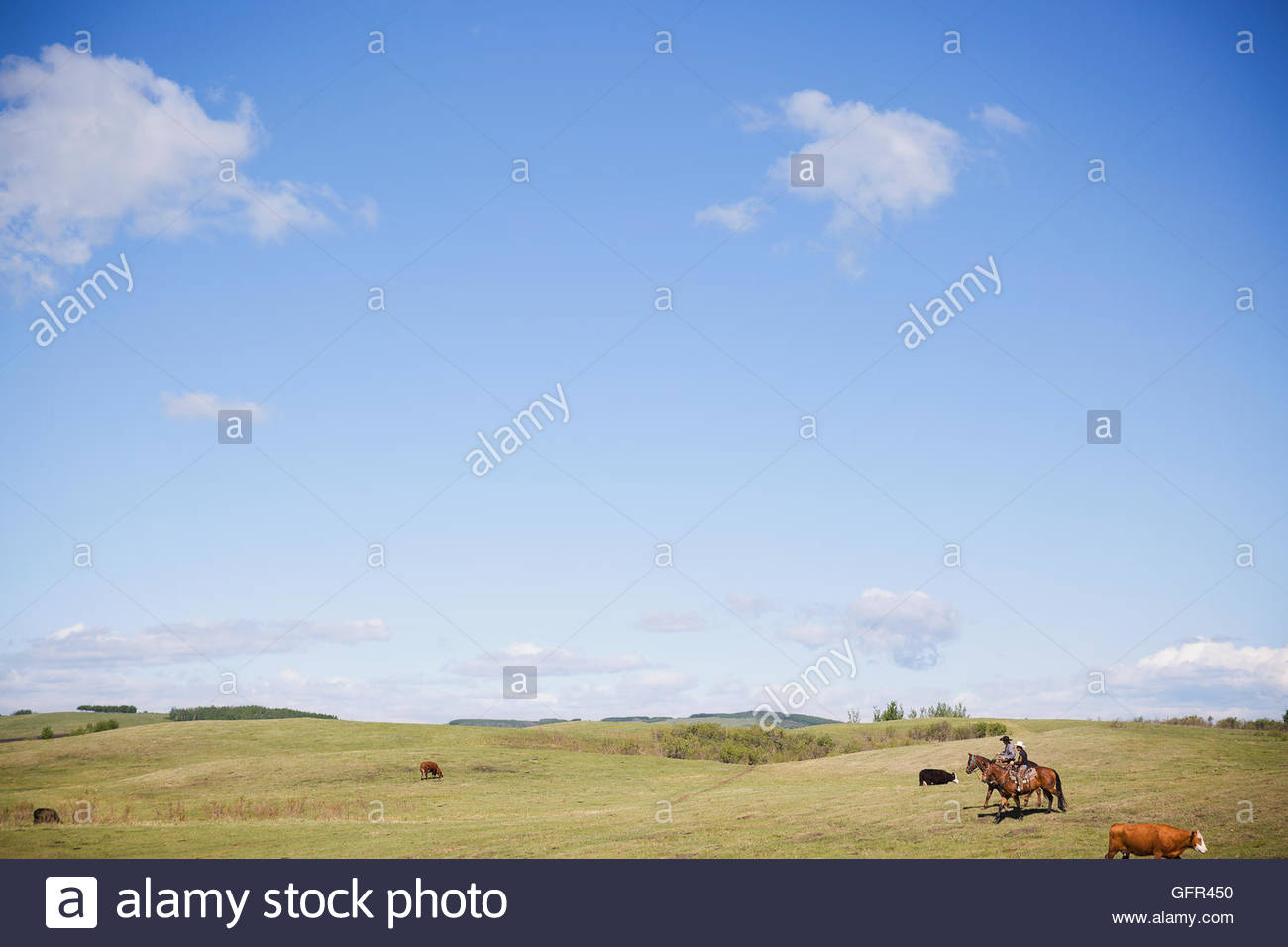 Cattle ranchers horseback riding in sunny field Stock Photo - Alamy