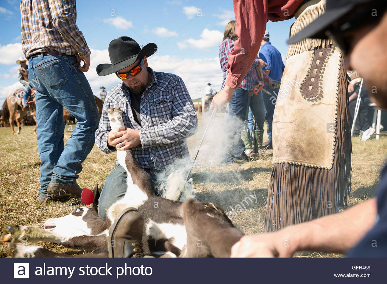 Calf branding day hi-res stock photography and images - Alamy