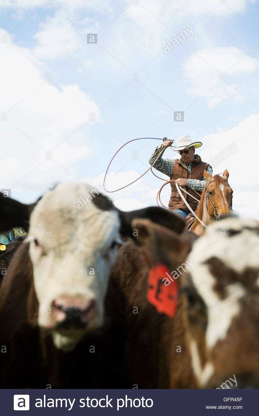 Cowboy On Horseback With Lasso Stock Photos & Cowboy On Horseback With ...