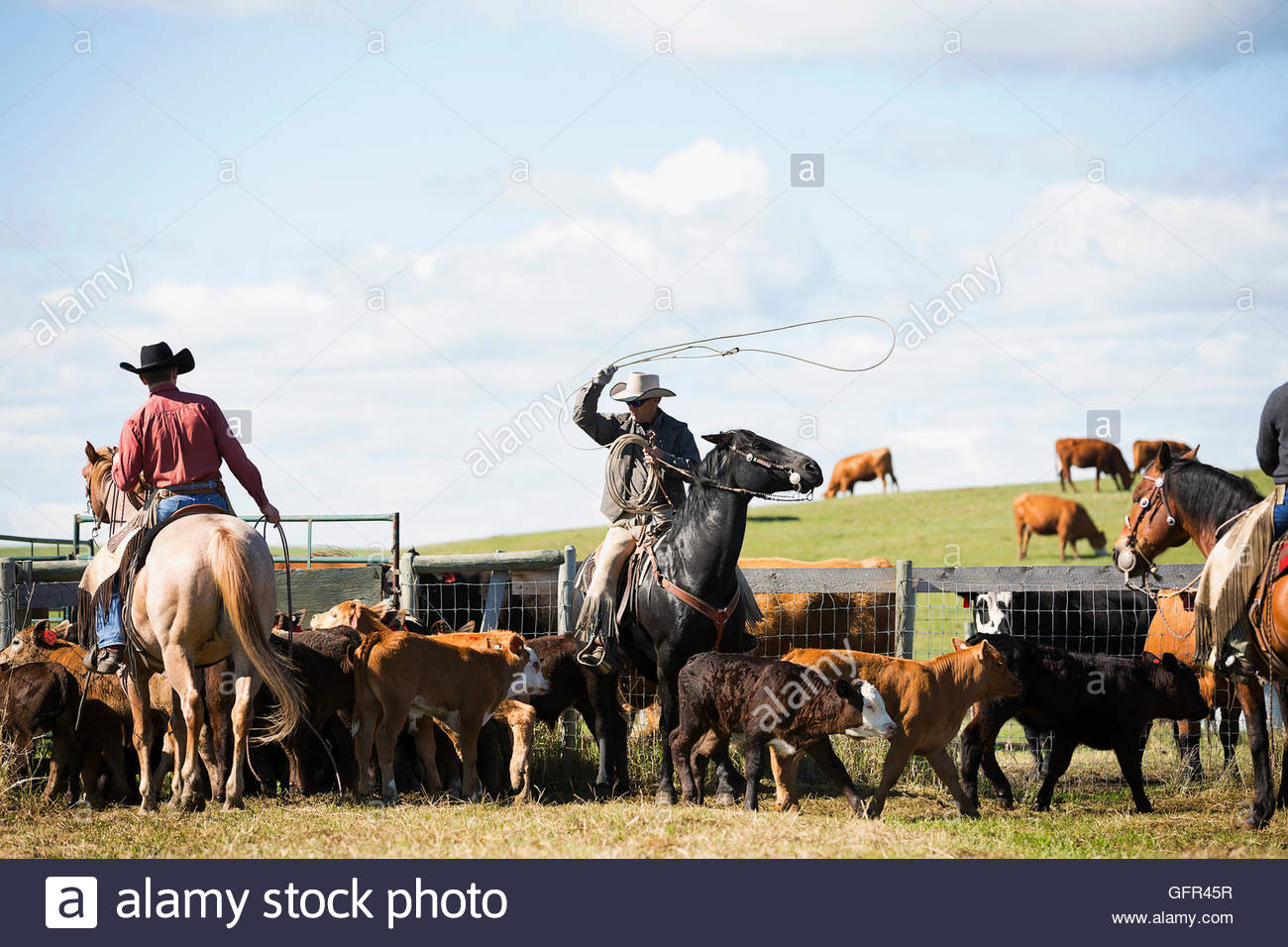 Cowboy lasso cattle herd hi-res stock photography and images - Alamy