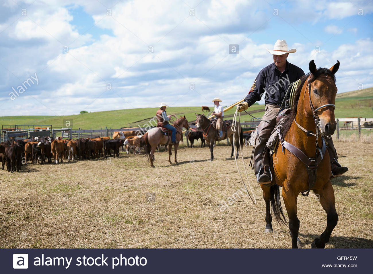 Cattle rancher on horseback Stock Photo - Alamy