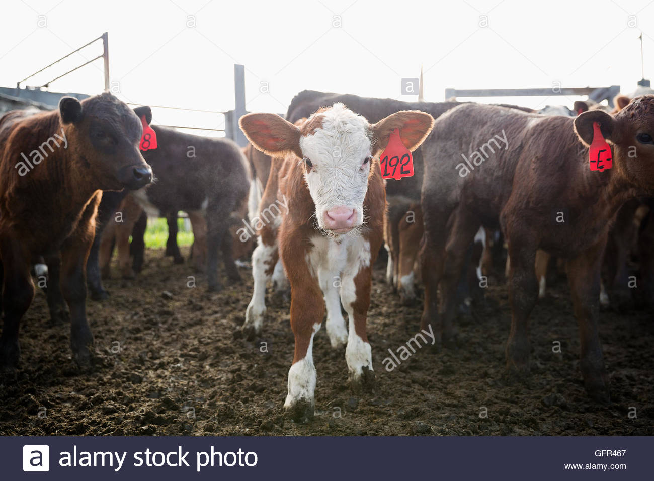 Cattle from the ranch hi-res stock photography and images - Alamy