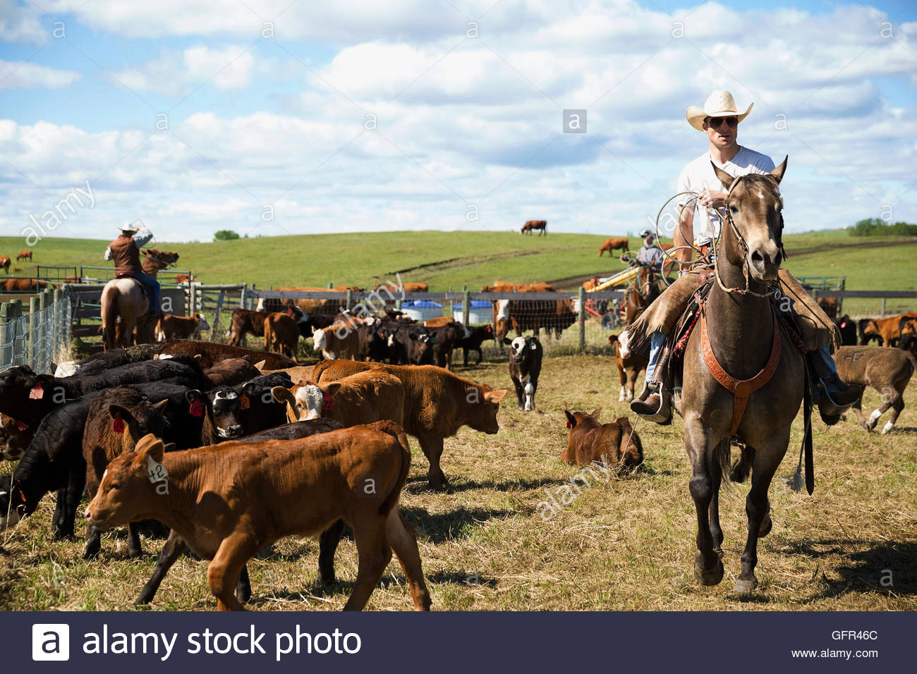 Rounding up cows hi-res stock photography and images - Alamy