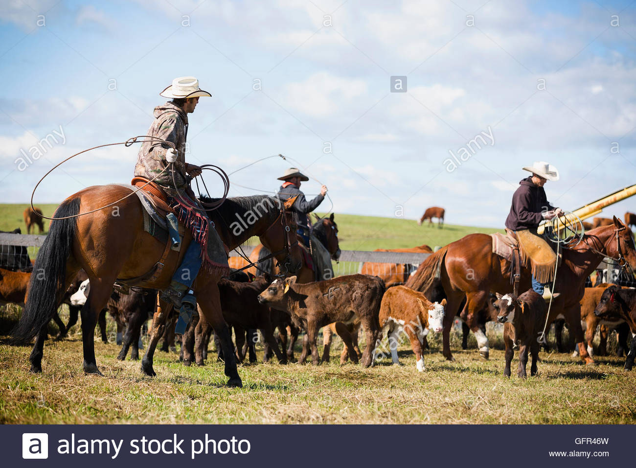 Cattle drive hi-res stock photography and images - Alamy